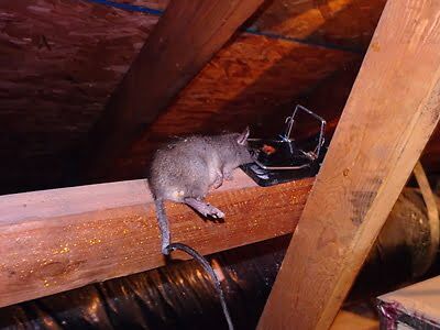 Chicago Rodent Exterminator - Rat Removal, Mouse Control, Pest Trapping in Illinois